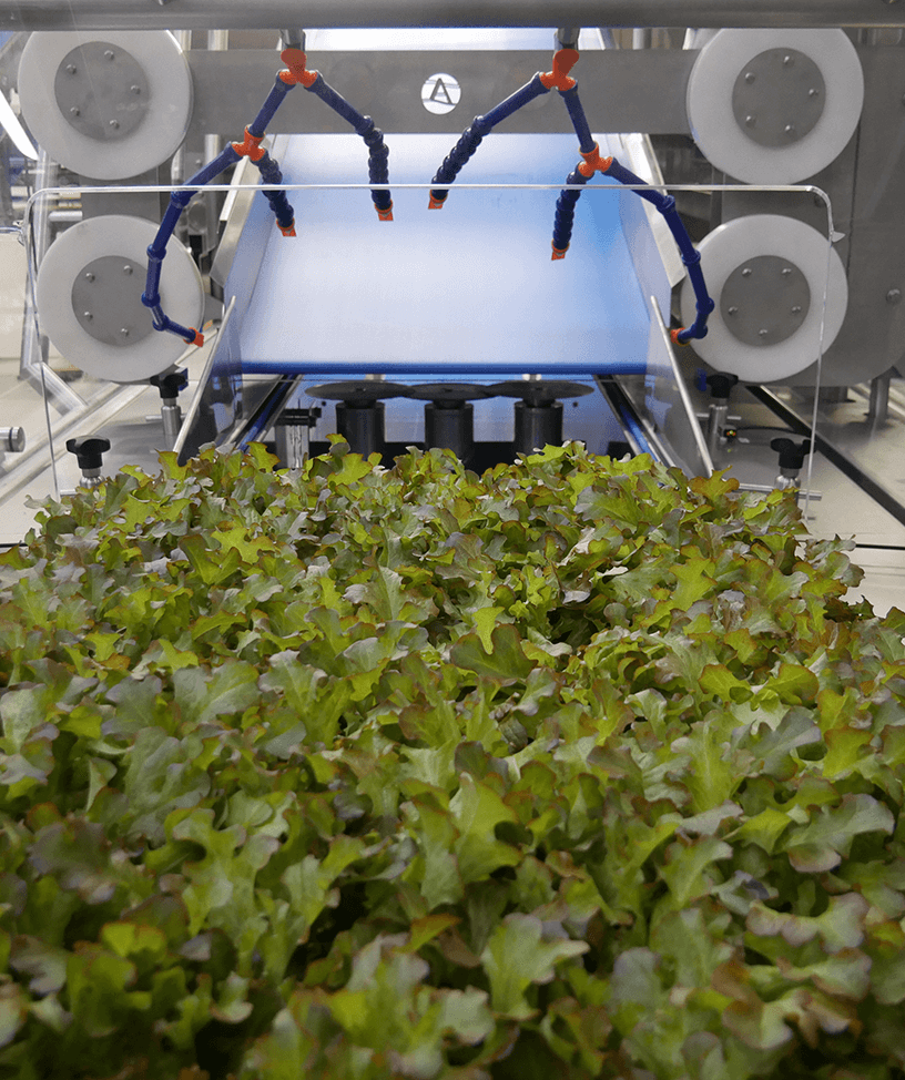 Medium to large size vertical farm with process equipment